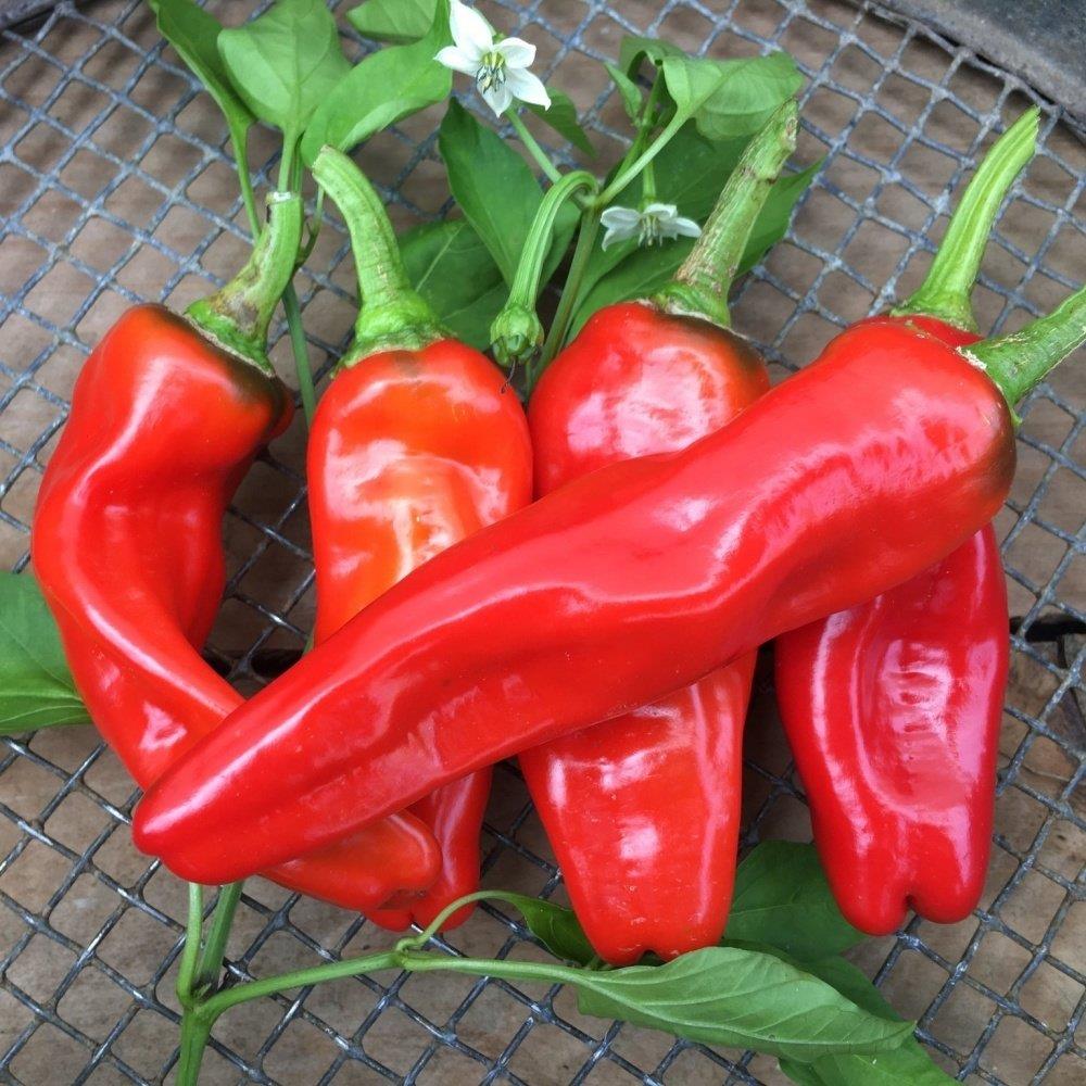 Urfa Acı İsot Biber Tohumu 10 gr Paket | Berke Fidancılık Türkiye’nin ...