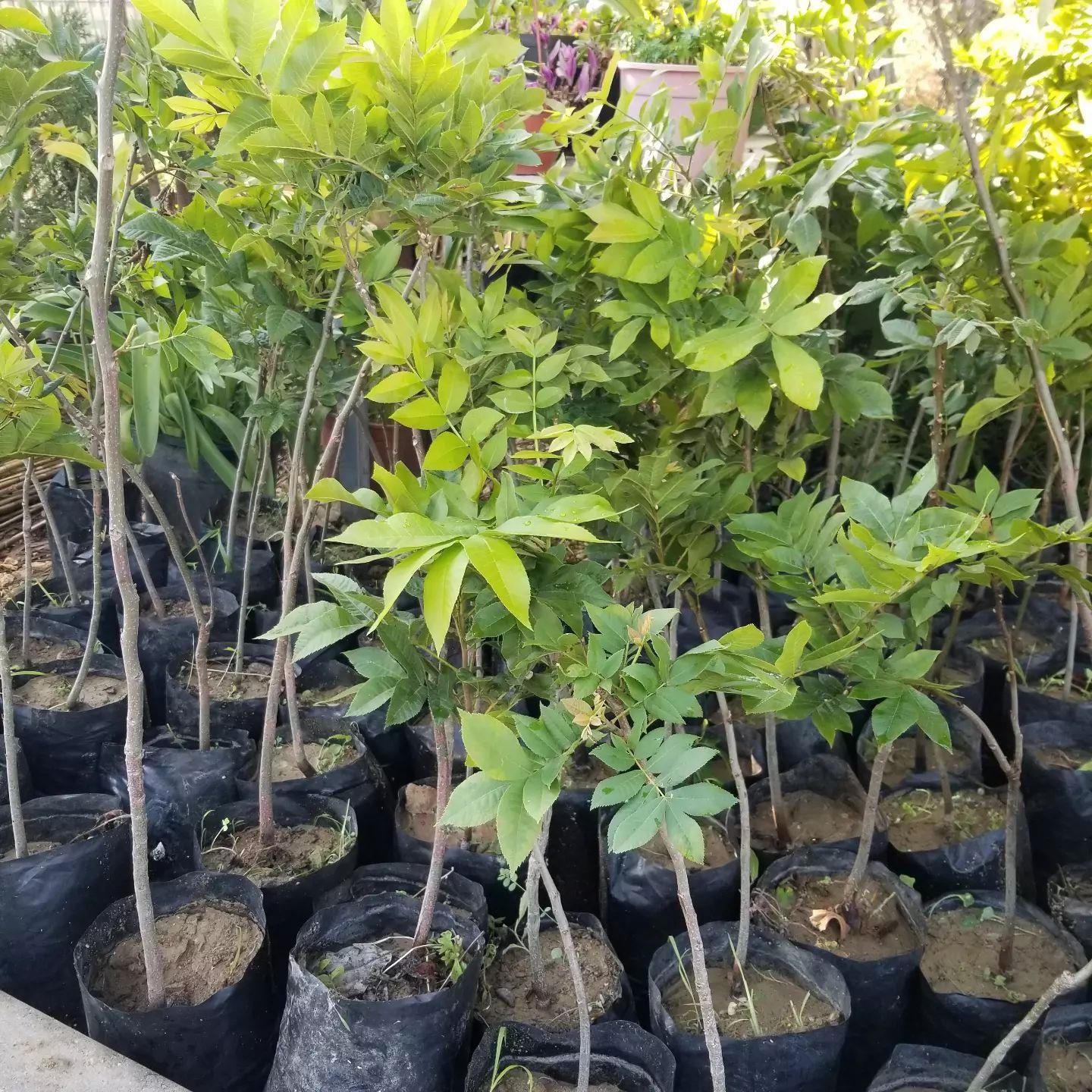 3 Yaş Pikan Cevizi Fidanı, Torbada | Berke Fidancılık Türkiye’nin Sanal ...